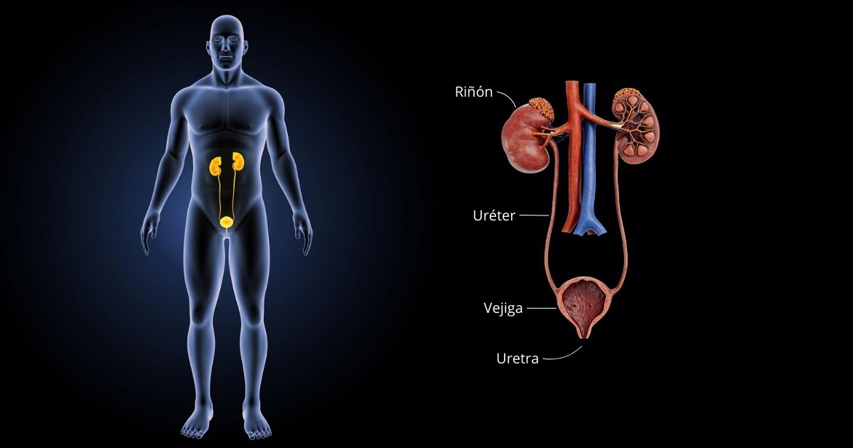 Ureteres Funcion Estructuras Del Sistema Urinario